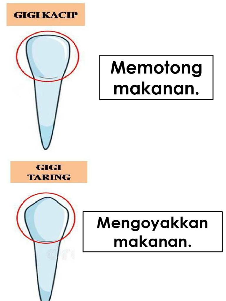 Jenis Dan Fungsi Gigi | PDF