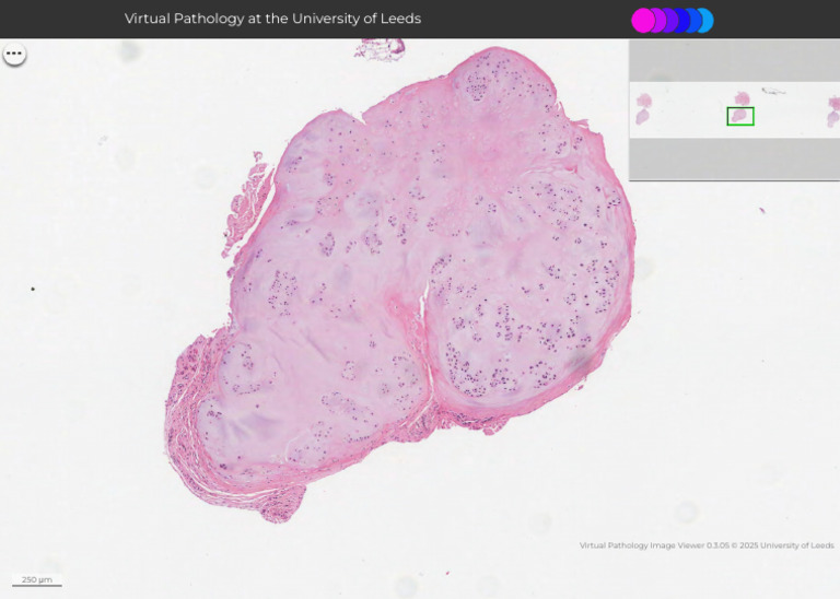 Slide Viewer Virtual Pathology at The University of Leeds 3 | PDF