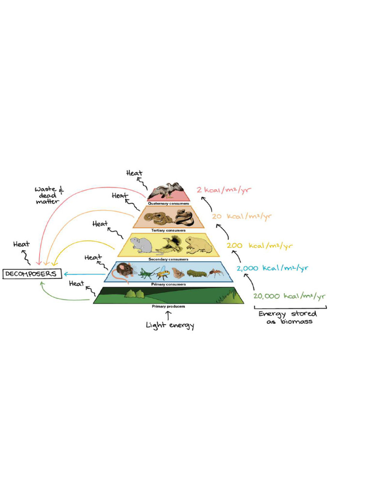 Energy Flow | PDF