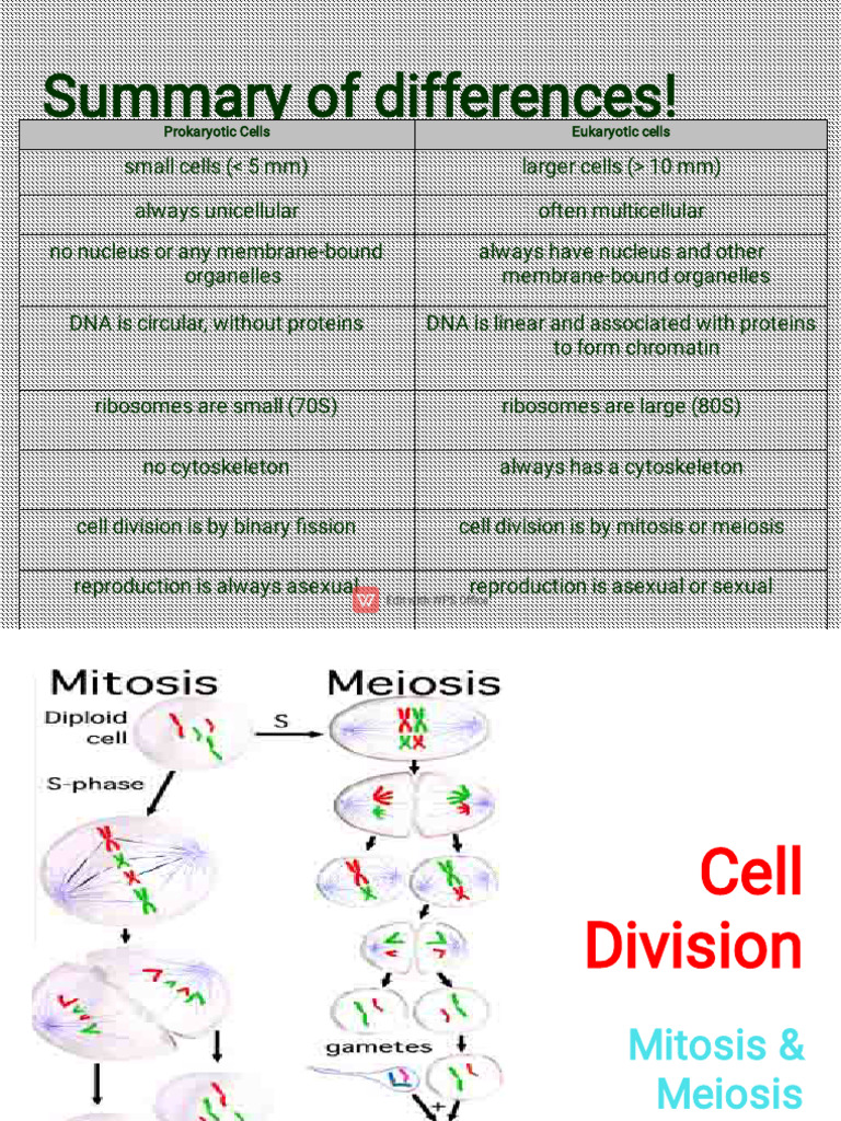 DNA Replication in the Cell Cycle | PDF | Dna Replication | Cell (Biology)