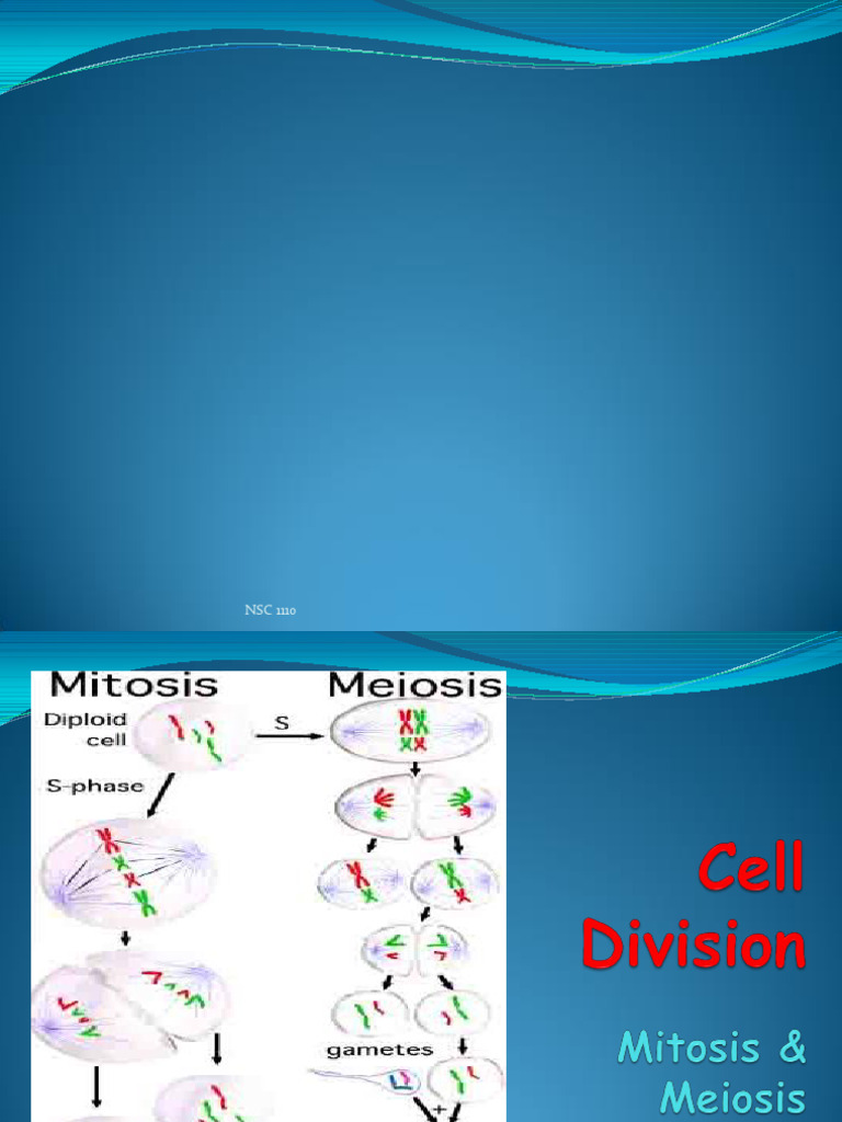 Cell Cycle and Gametogenesis | PDF | Mitosis | Meiosis