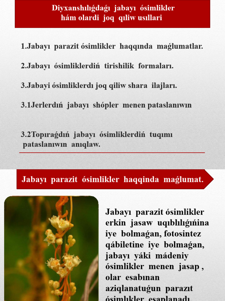 10-Tema Slayd | PDF