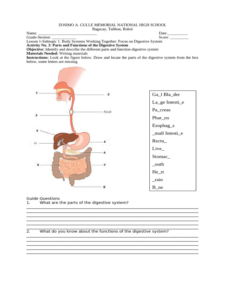 Digestive System Parts and Functions Activity | PDF | Gastroenterology ...