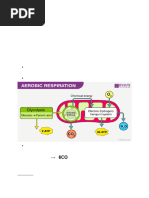 Photosynthesis and CellRespiration AnswerKey | PDF