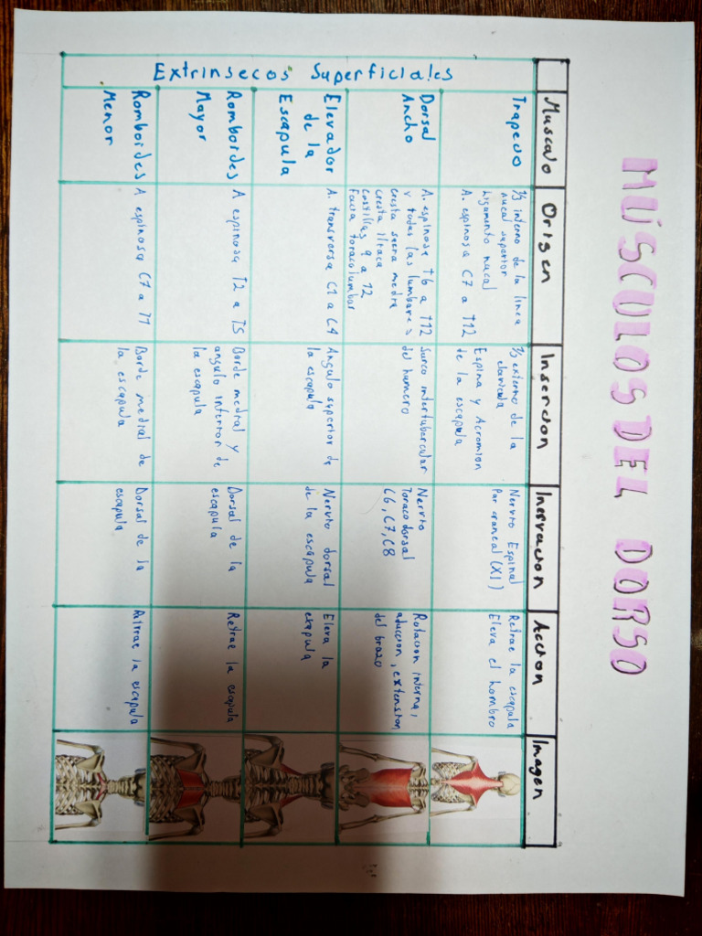 Músculos Del Dorso | PDF