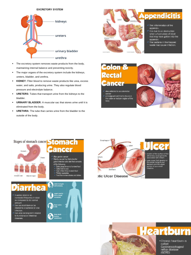 Excretory System | PDF