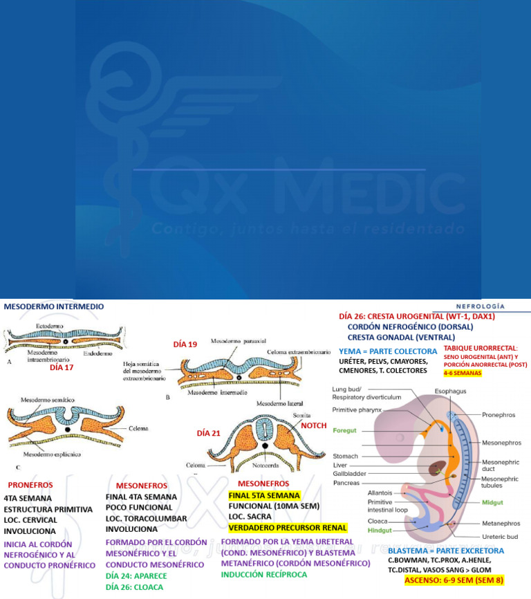 CCBB - Nefrología - 1. Embriología | PDF