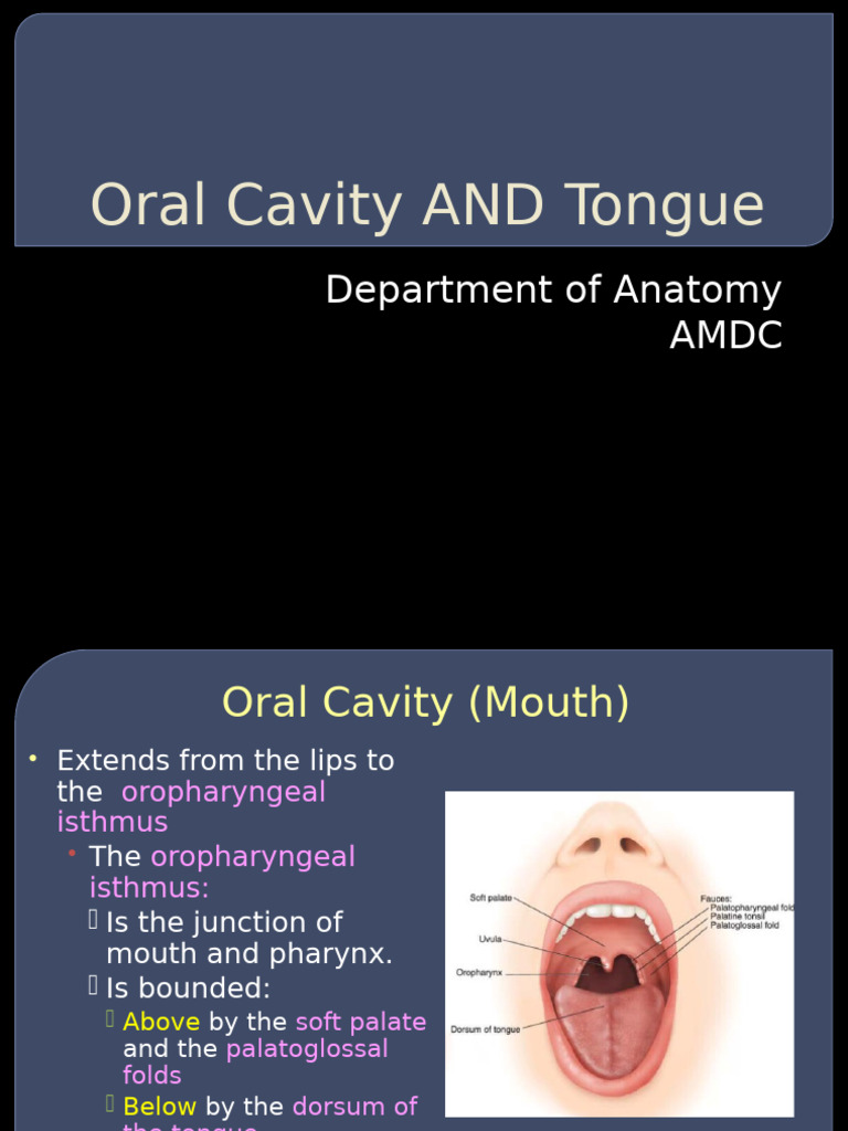 Oral Cavity and Tongue | PDF | Tongue | Human Anatomy
