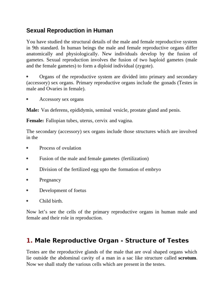 Human Sexual Reproduction Overview | PDF | Menstrual Cycle | Fertilisation