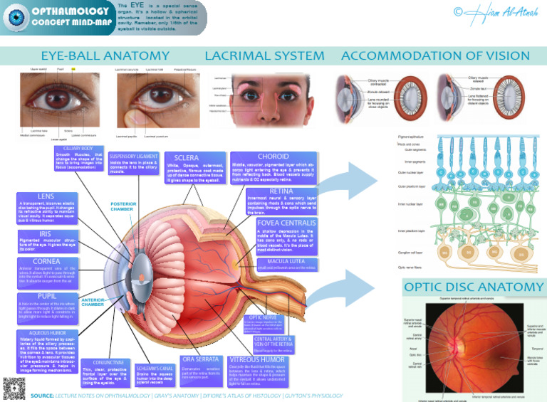 Anatomy of the Human Eye Explained | PDF | Human Eye | Eye