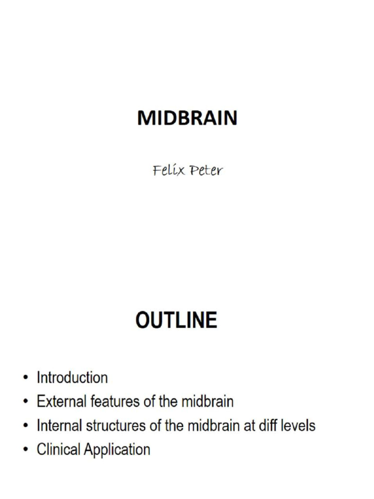 Midbrain | PDF
