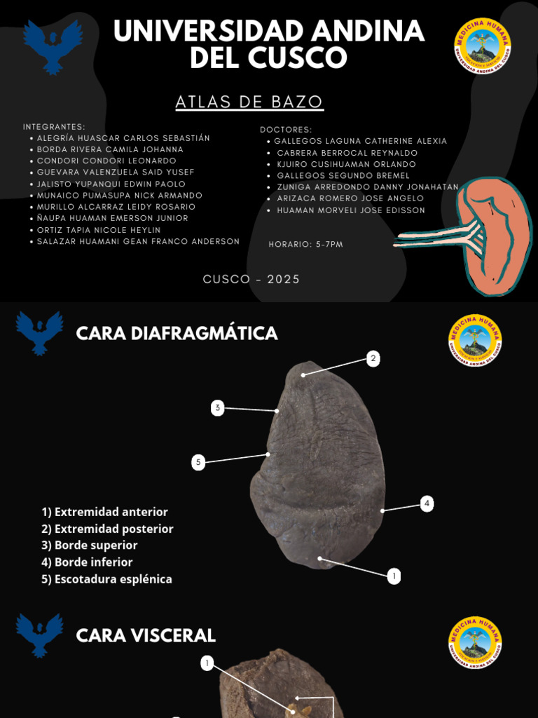 Anatomía del Bazo: Atlas Visual 2025 | PDF