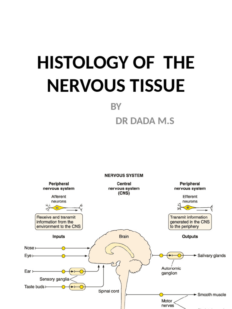 Nervous Tissue Histology Overview | PDF | Axon | Neuron