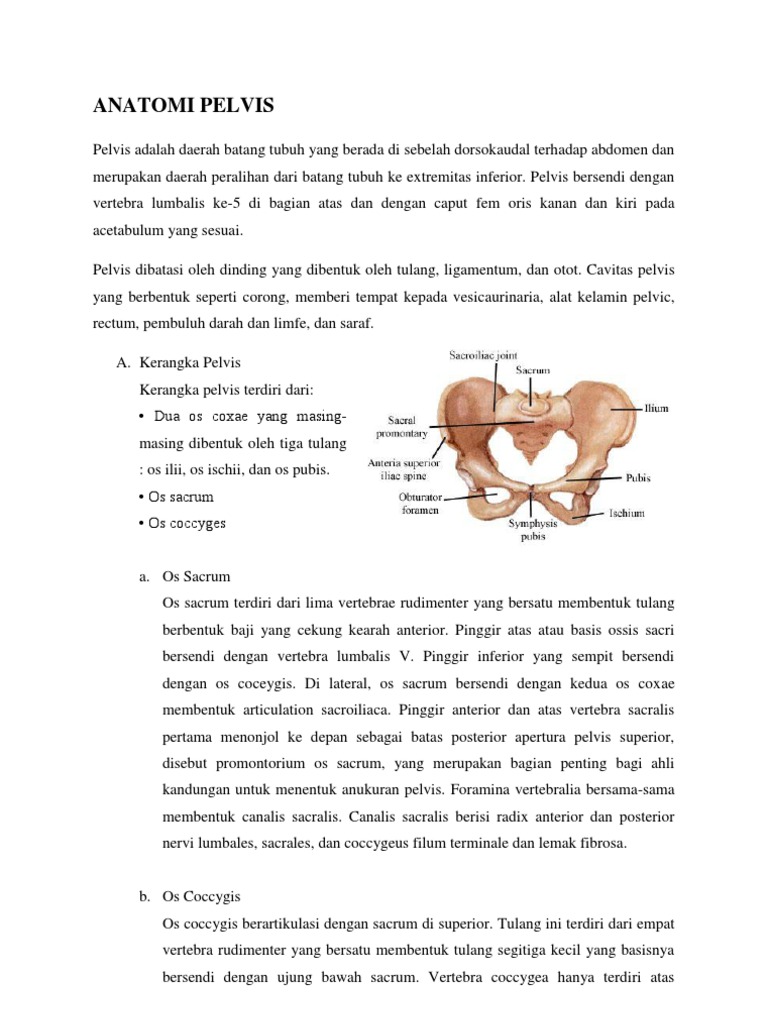 Anatomi dan Struktur Pelvis | PDF