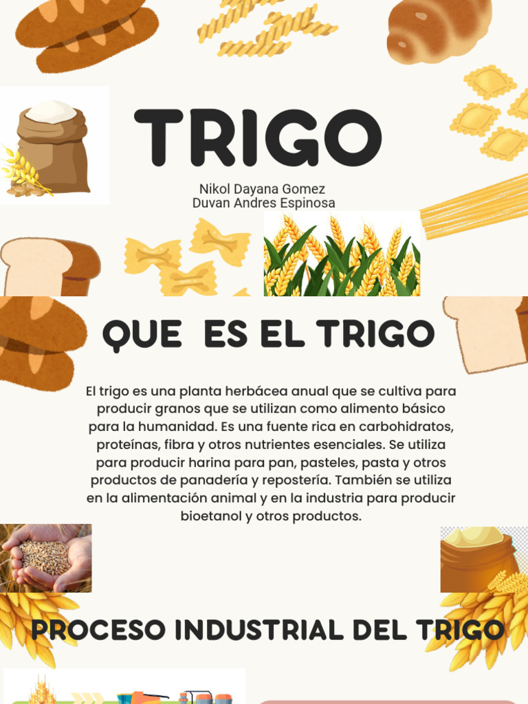 Proceso y Mercado del Trigo y Harina | PDF | Trigo | Harina