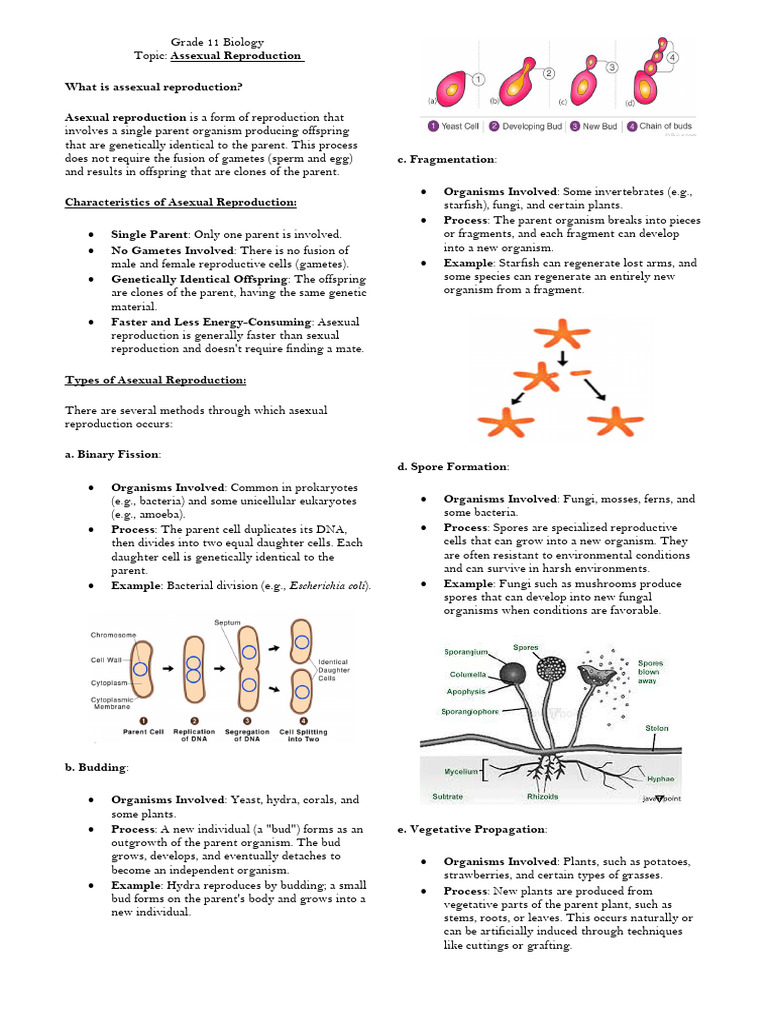 Assexual Reproduction | PDF | Reproduction | Sexual Reproduction