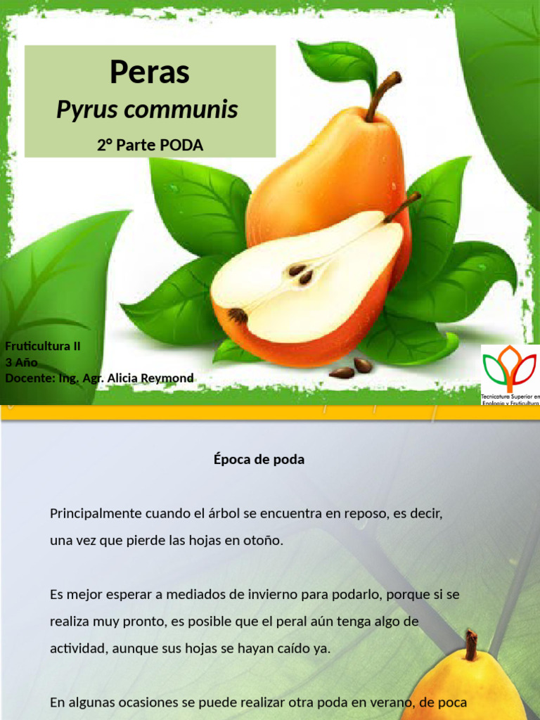 Época y técnicas de poda de perales | PDF | Arboles | Pera