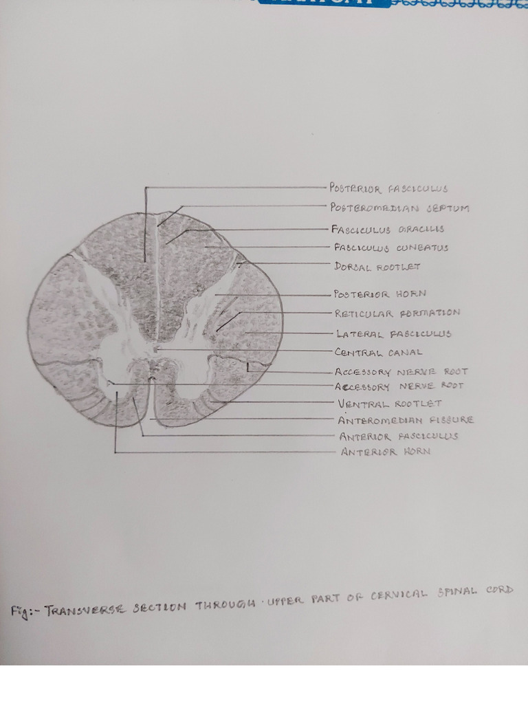 Suchi Anatomy Gross Record | PDF