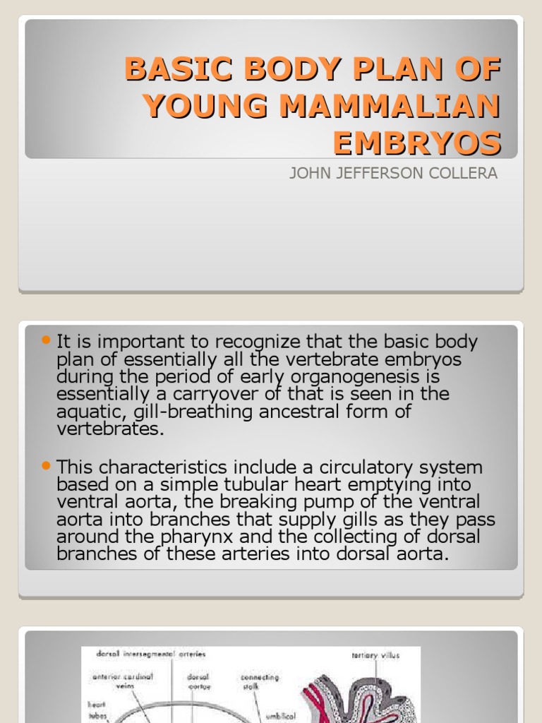 Basic Body Plan of Young Mammalian Embryos | PDF | Circulatory System ...