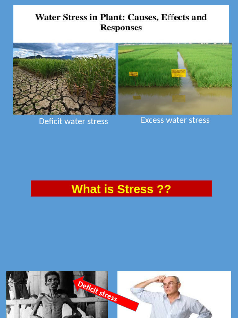 2 Class-Mechanism - Water Stress | PDF | Rice | Stress (Biology)