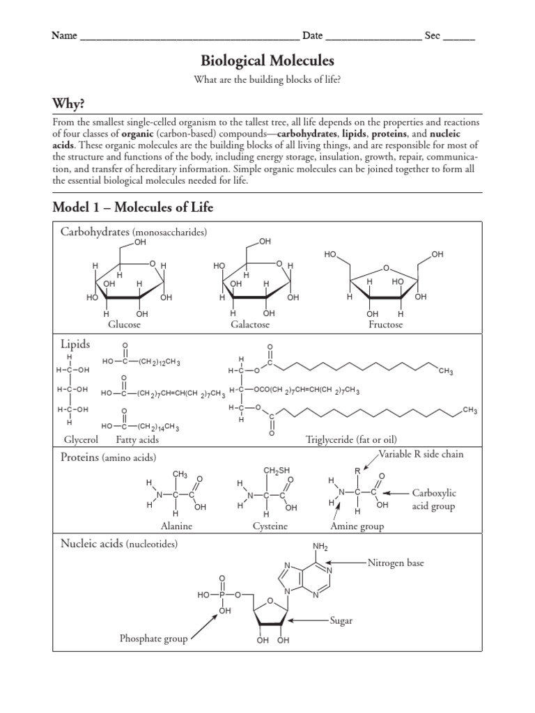 4.4b Biological Molecules Worksheet | PDF | Biomolecules | Acid