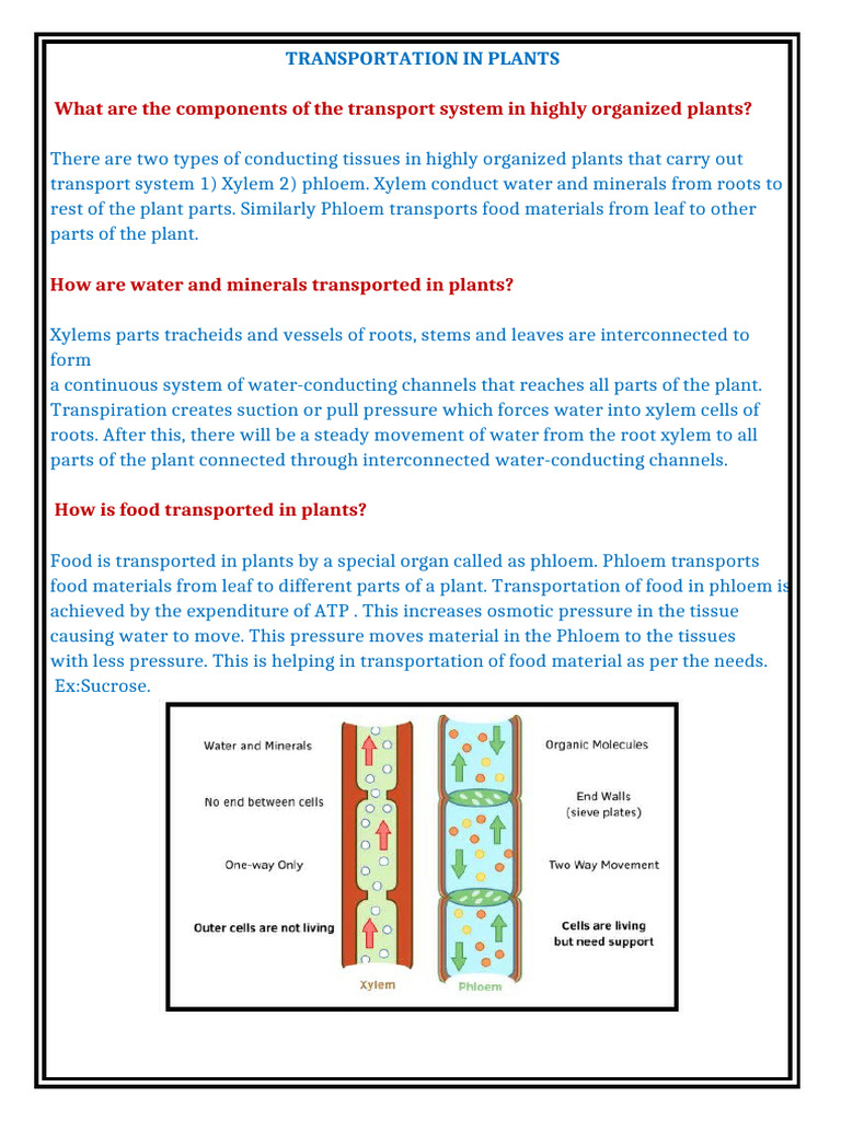 Plant Transport System: Xylem vs Phloem | PDF