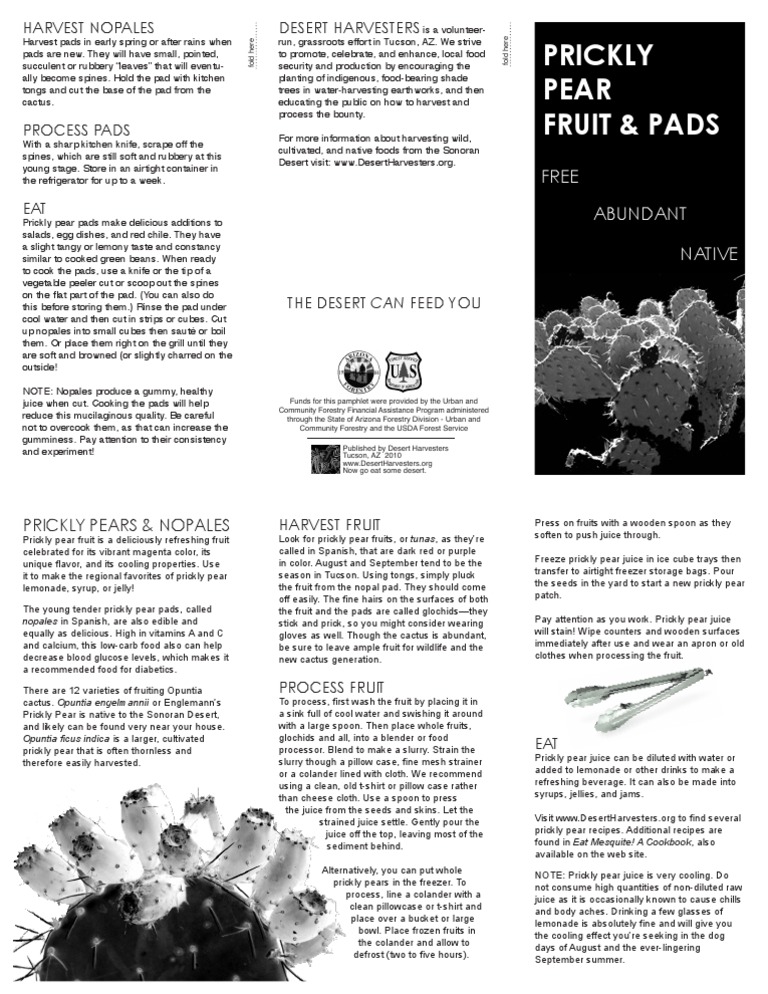 Prickly Pear Fruit and Pads2 | PDF | Food And Drink | Foods