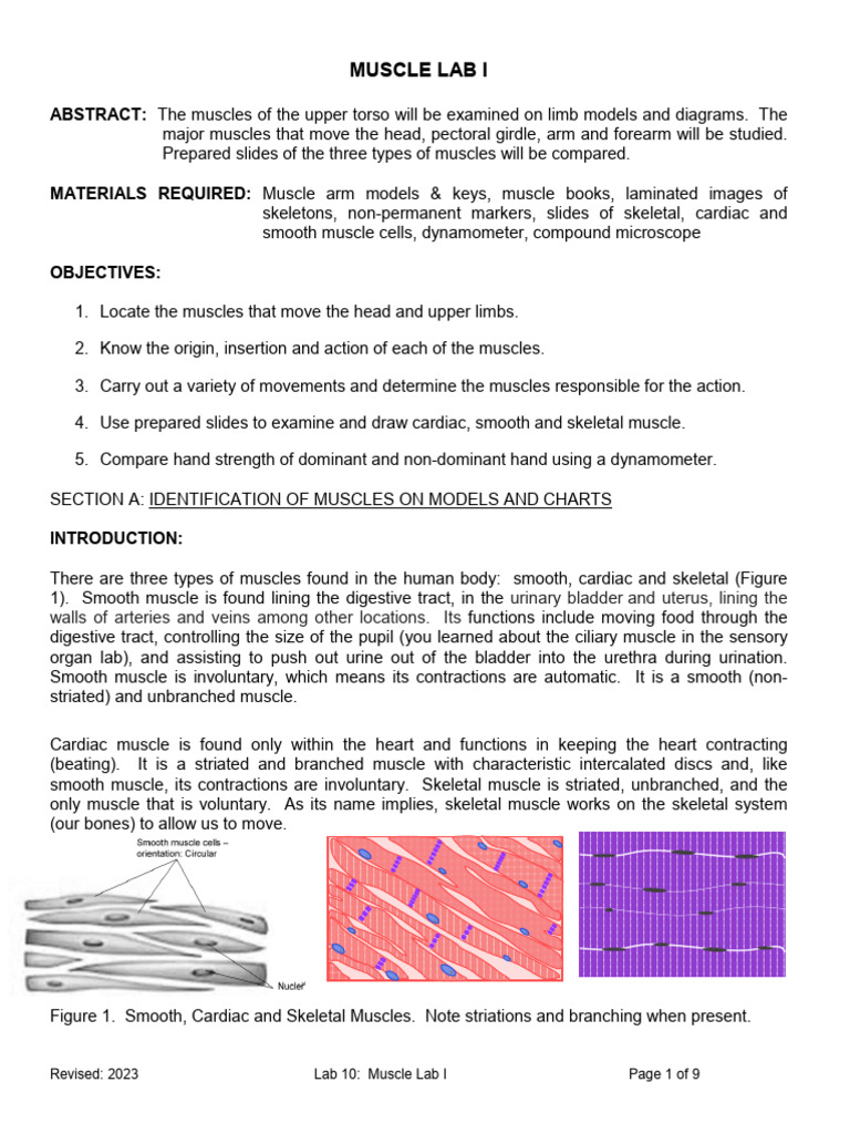 1103 Lab 10 Upper Torso Muscle Lab | PDF | Anatomical Terms Of Motion ...