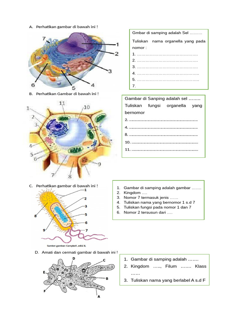 Diagram Sel Hewan Berlabel dan Fungsi | PDF