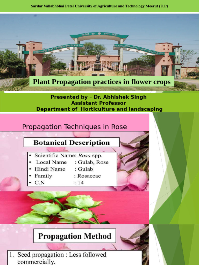 Plant Propagation Techniques in Horticulture | PDF