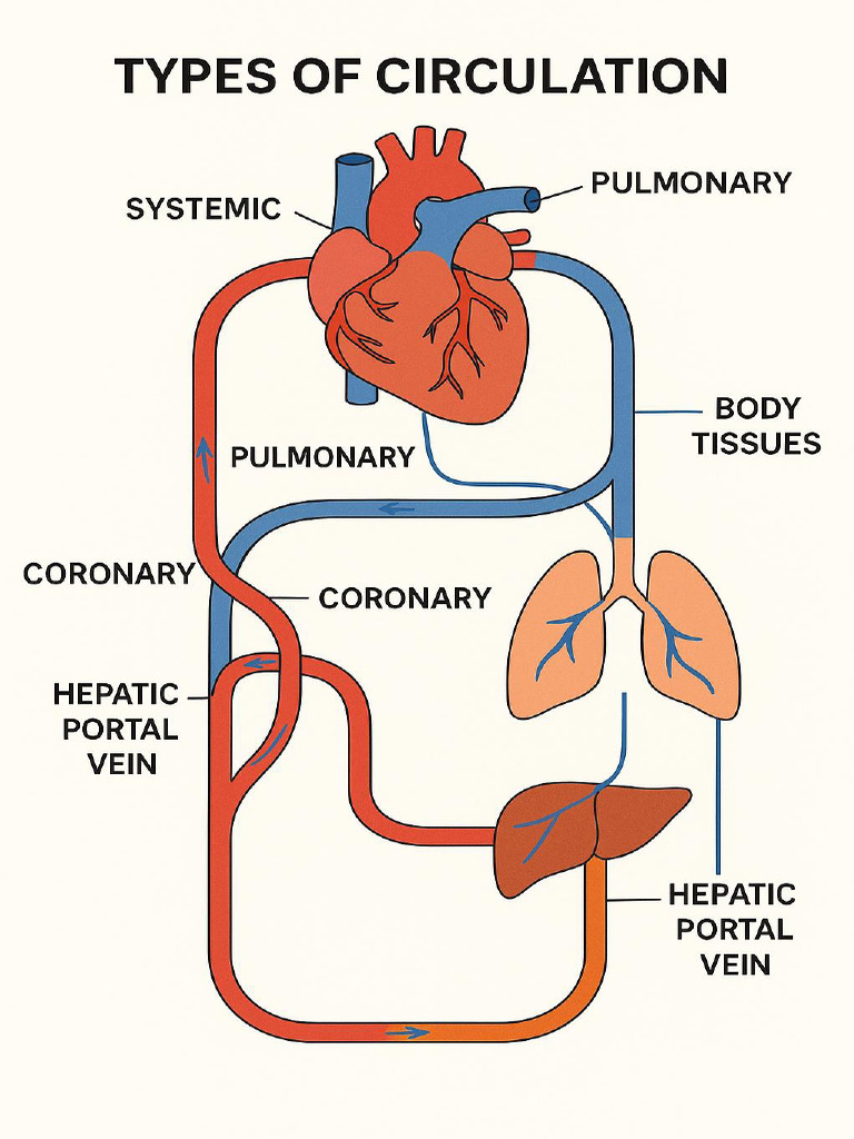 Types of Circulation Diagram | PDF