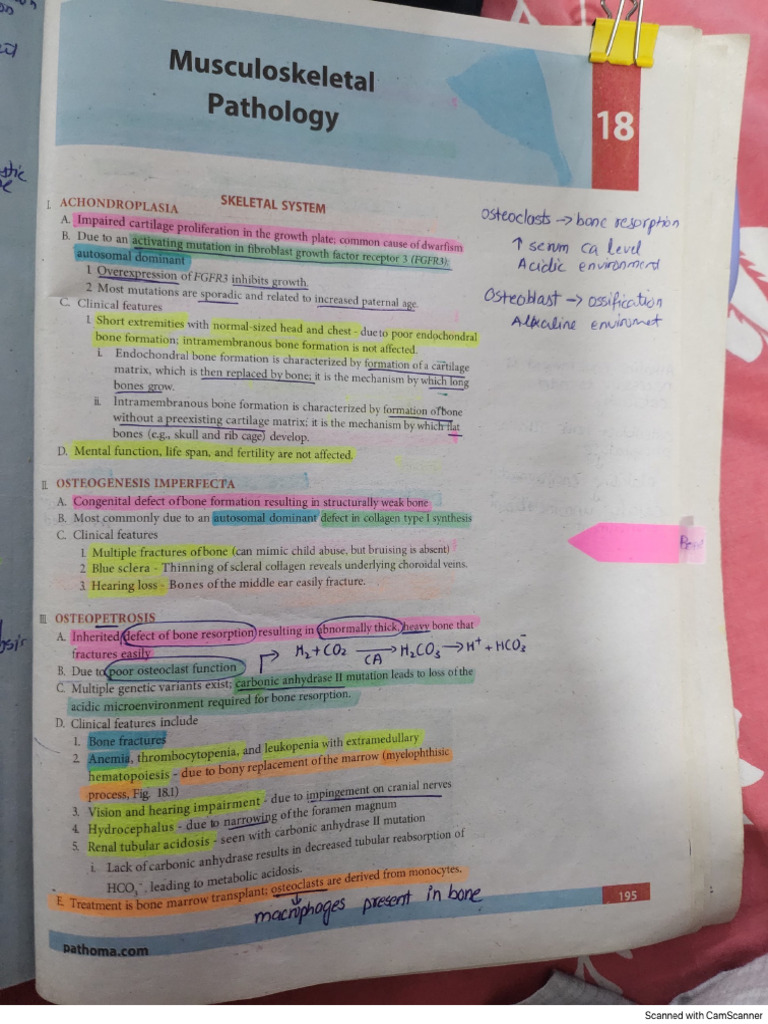 Muscle Bone Shortlisting | PDF
