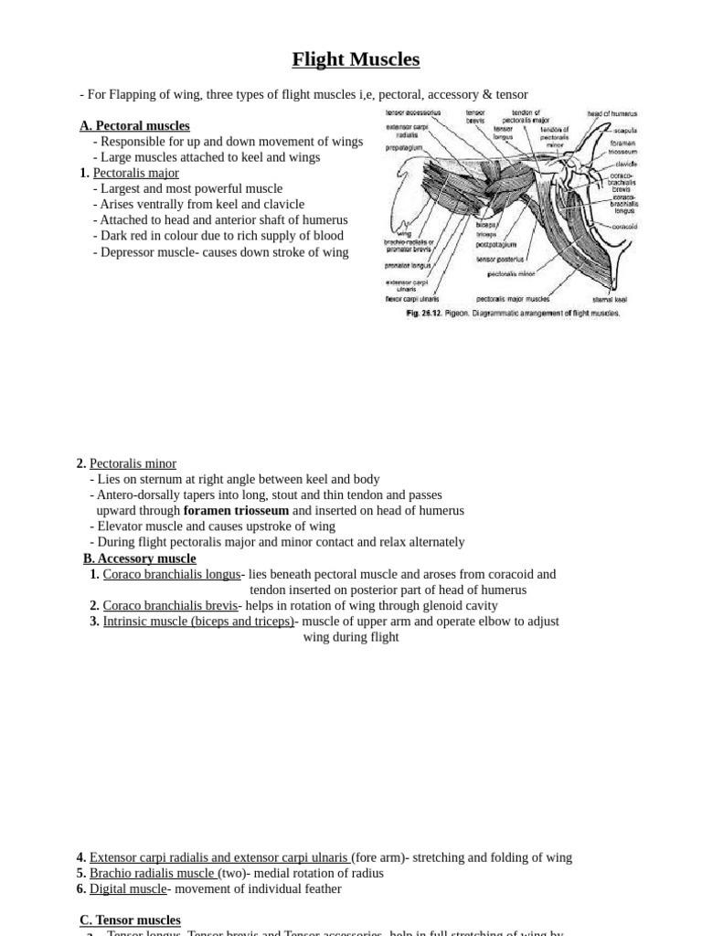 Flight Muscles and Flight Mechanism | PDF | Human Anatomy | Limbs (Anatomy)