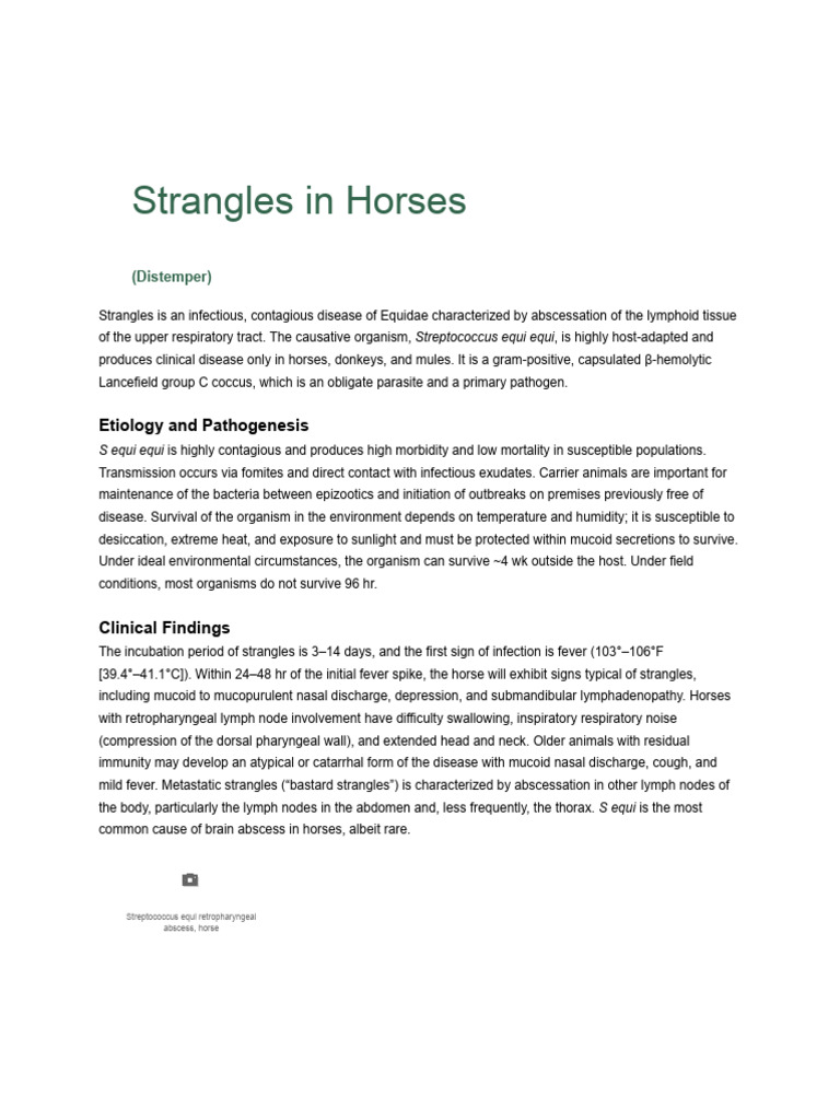 Strangles Symptoms in Horses | PDF | Infection | Medical Specialties