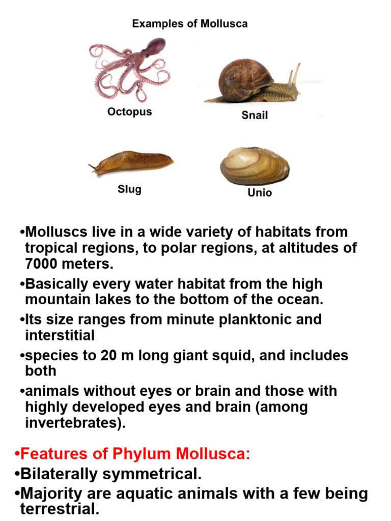 Respiration in Pila | PDF | Mollusca | Epithelium