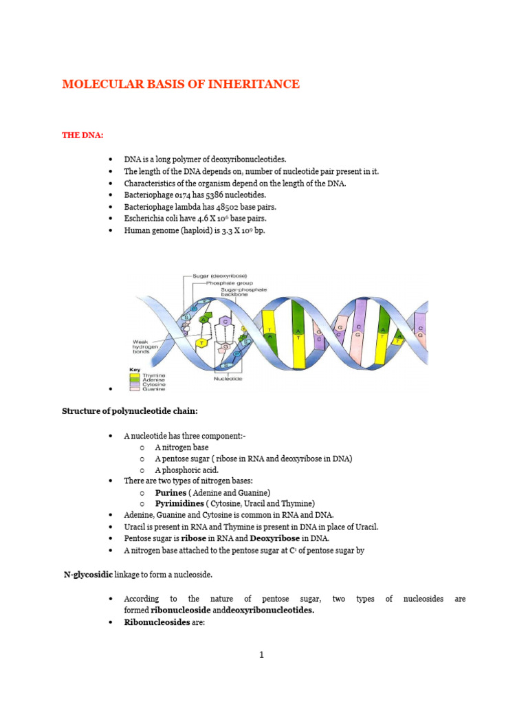 Molecular Basis Of Inheritance Pdf Messenger Rna Operon 4727