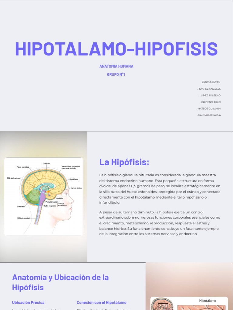 Hipotalamo Hipofisis | PDF | Glándula pituitaria | Hipotálamo