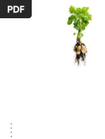 Asexual Reproduction | PDF | Potato | Organisms