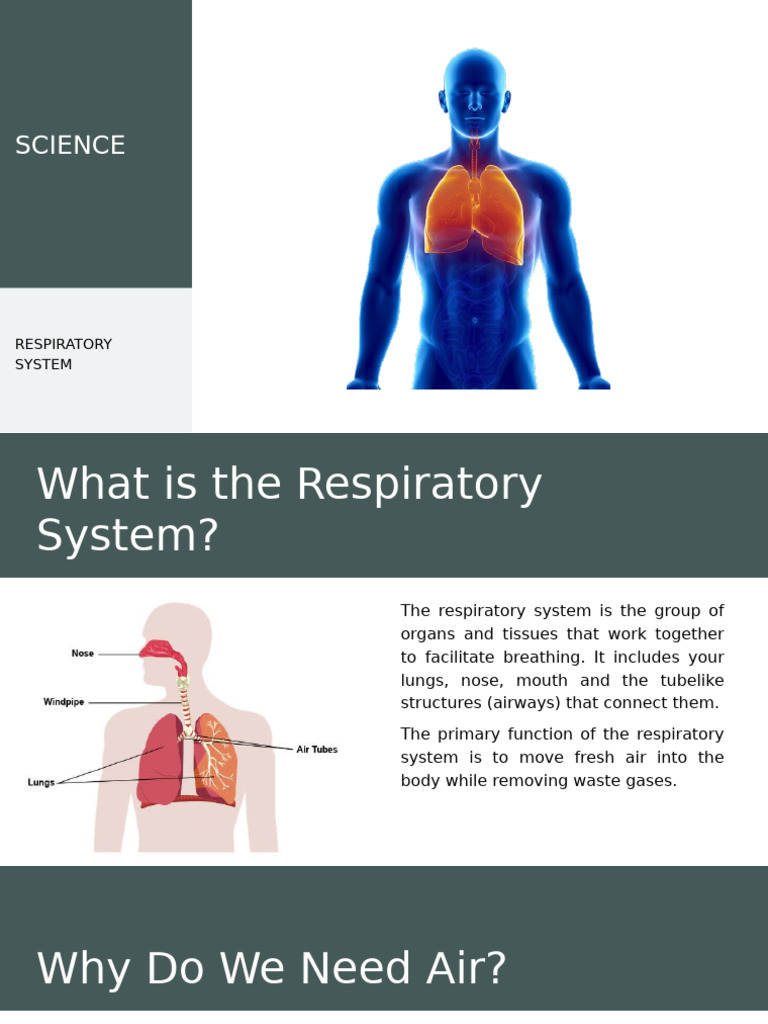 Understanding the Respiratory System | PDF | Respiratory System | Lung