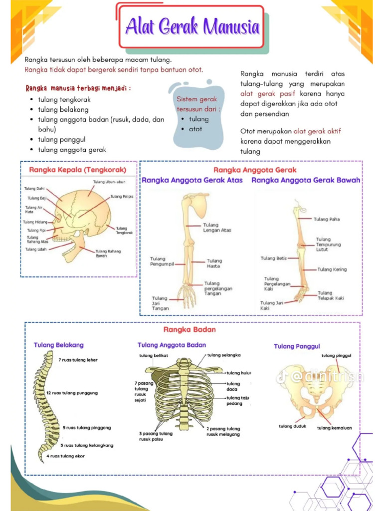 Alat Gerak Manusia | PDF