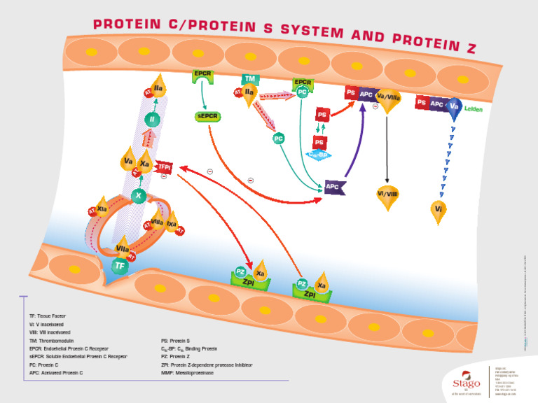 Protein C-S Z 26-04-13-DEF | PDF | Biochemistry | Chemistry