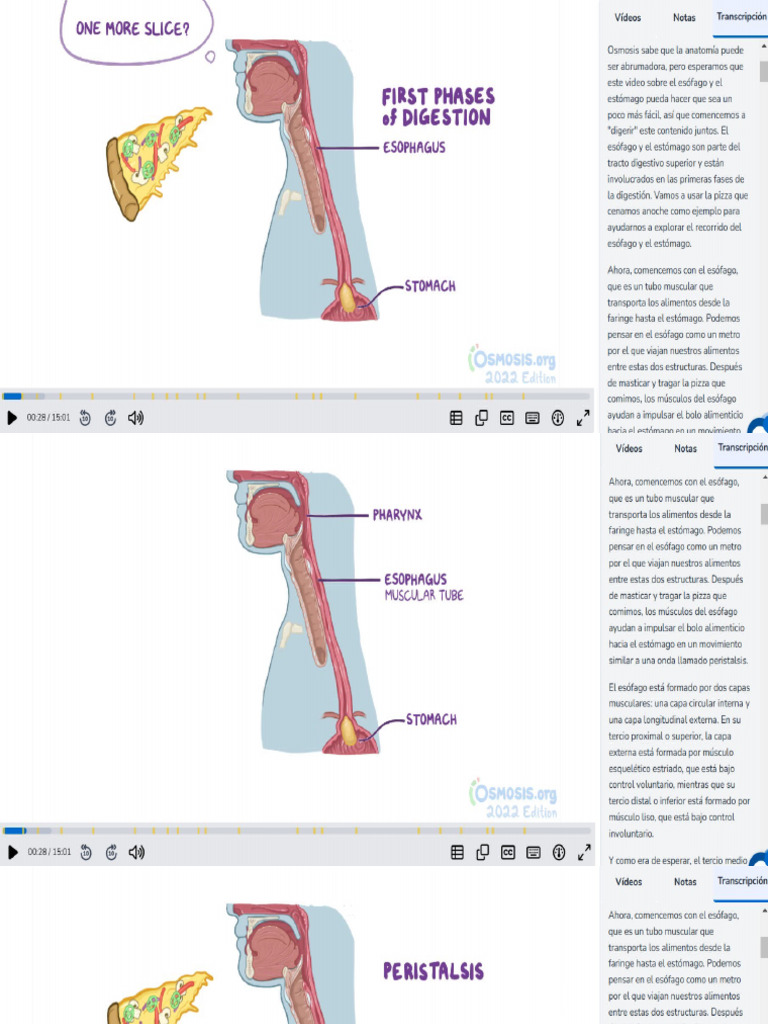 Anatomía de Las Vísceras Abdominales Esófago y Estómago OSMOSIS ESPAÑOL ...