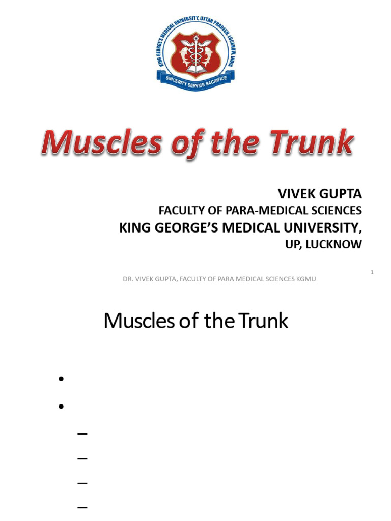 Abdominal and Pelvic Floor Muscles VG | PDF | Pelvis | Abdomen