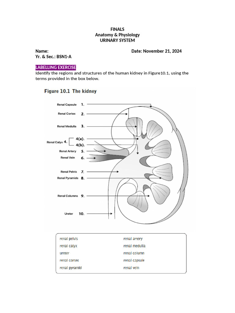 Urinary System Activitydocx | PDF | Kidney | Anatomy