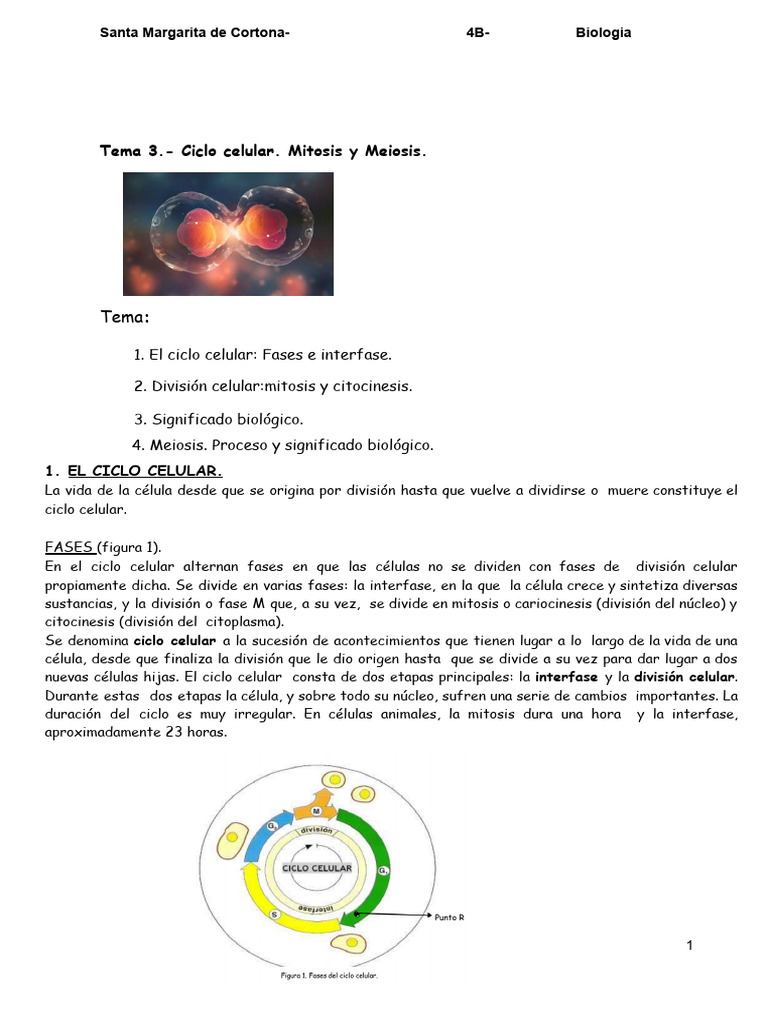 Tema 3-Ciclo Celular | PDF | Mitosis | Mitosis
