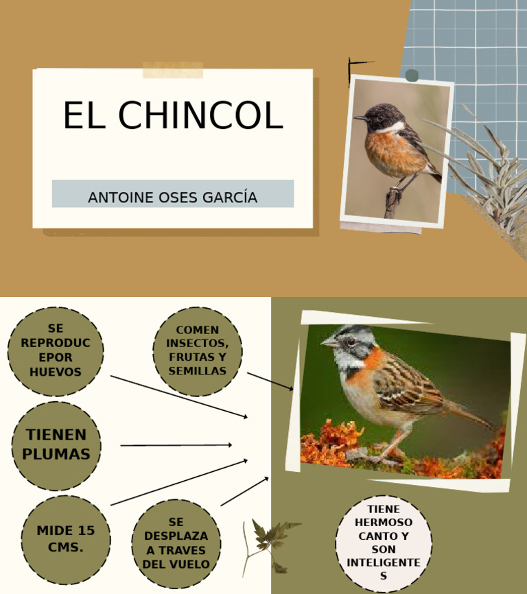 El Chincol, Antoine Oses | PDF