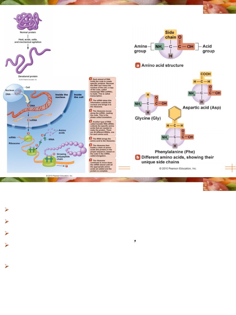 Proteins and Amino Acids | PDF | Amino Acid | Proteins