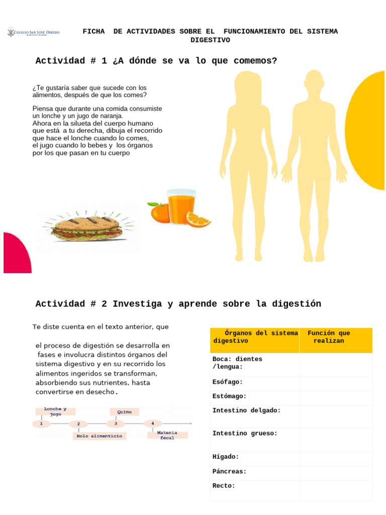 Actividades sobre el Sistema Digestivo | PDF | Sistema digestivo humano ...