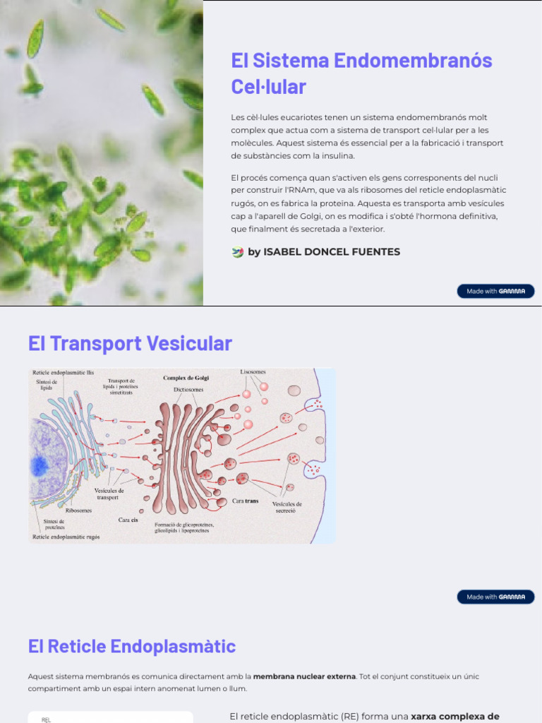 El Sistema Endomembranos Cellular | PDF