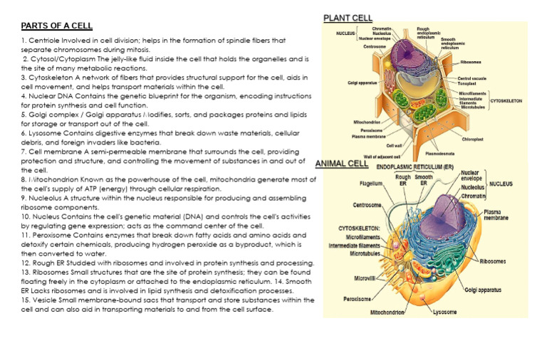 Key Components of Cell Structure | PDF